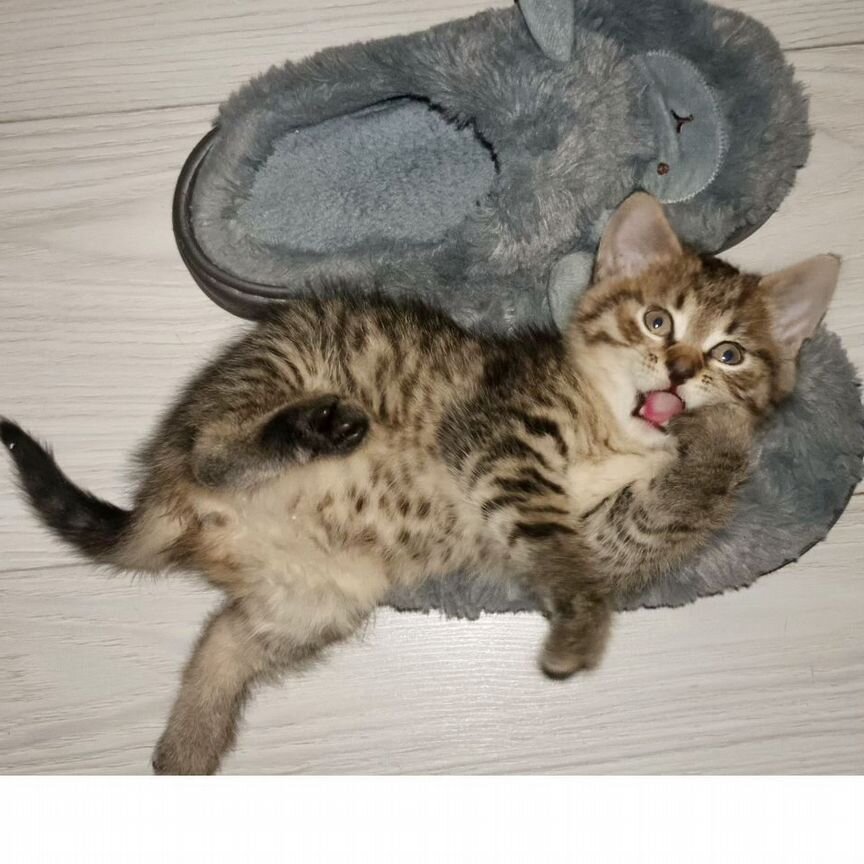 Котёнок в добрые руки