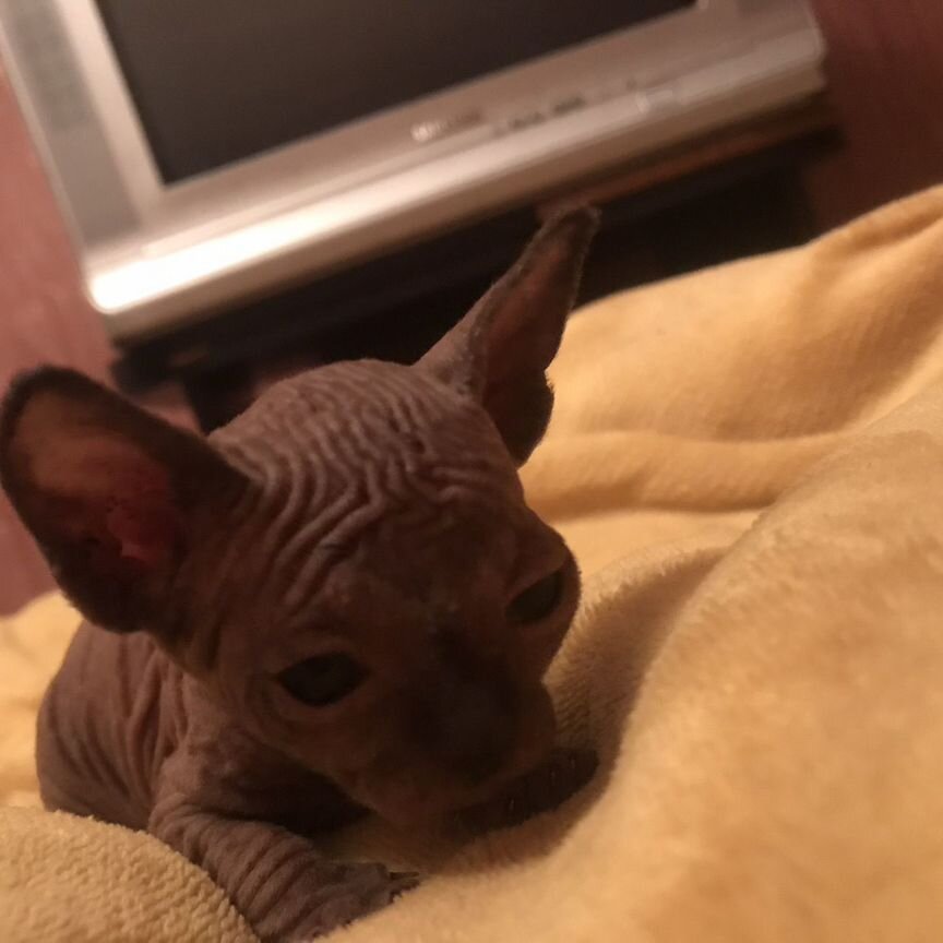 Котята донского сфинкса