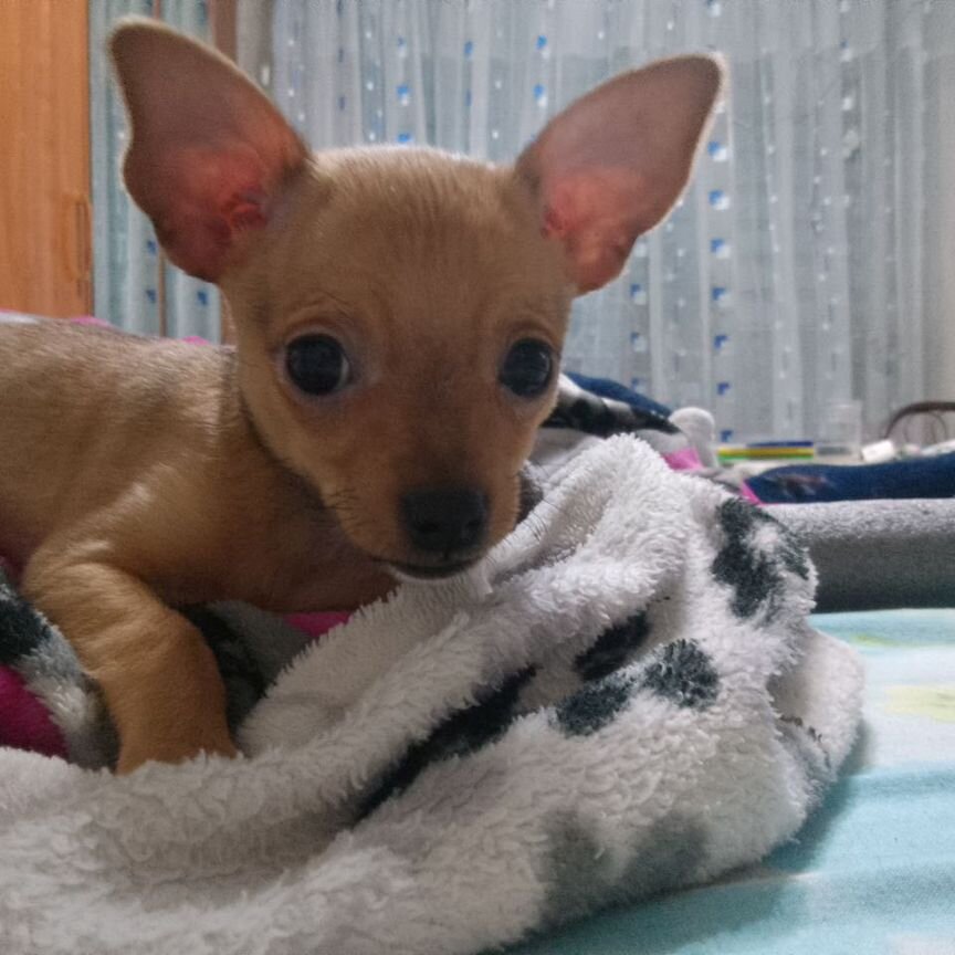 Той-терьер щенки