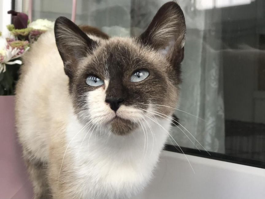 Котенок ищет семью