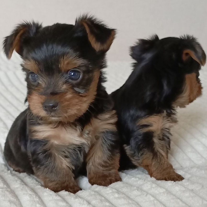 Йоркширский терьер