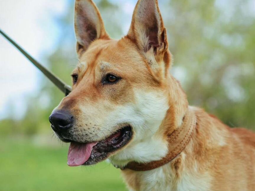 Мощный пёс Шнапс ищет дом