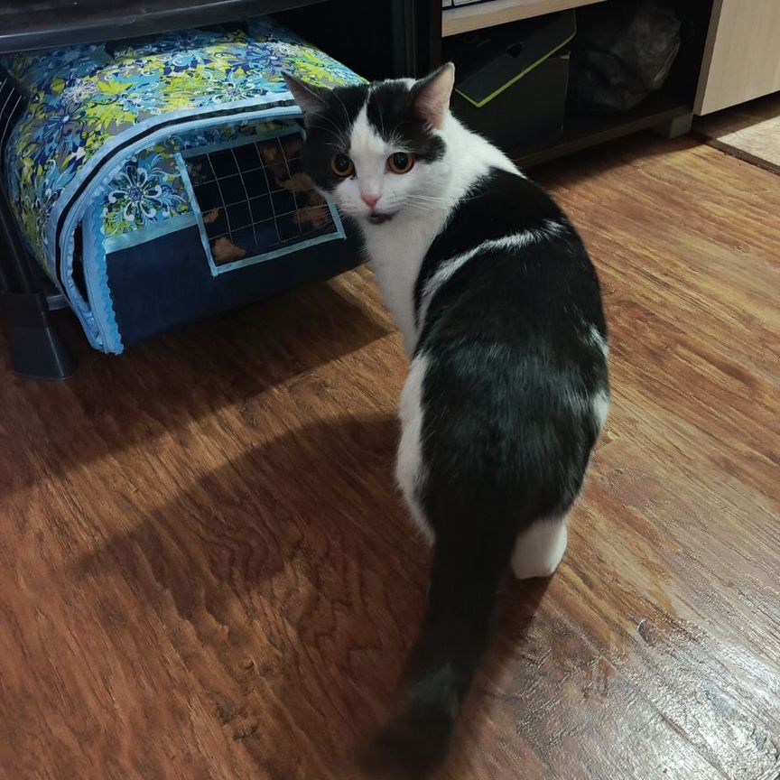 Взрослая, кошка в добрые руки