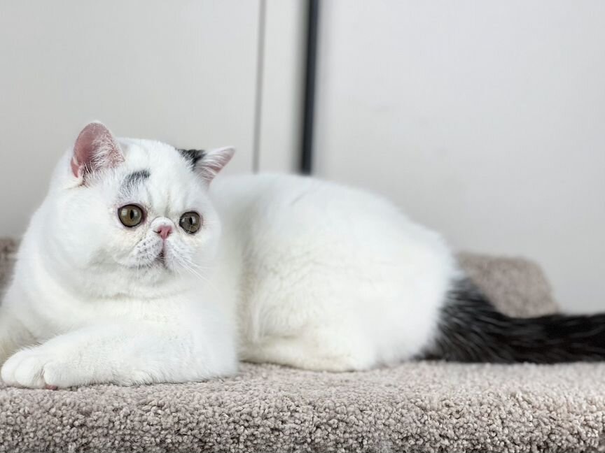 Экзотический котик