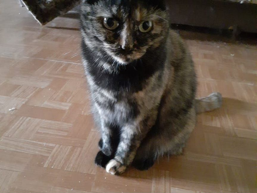 Помогите кошке Софико