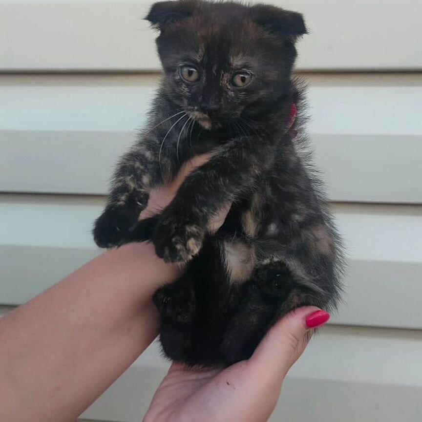 Вислоухие котята в добрые руки