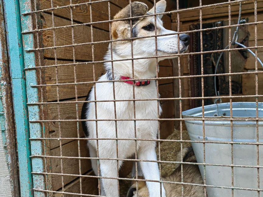 Щенок Мона в семью в добрые руки