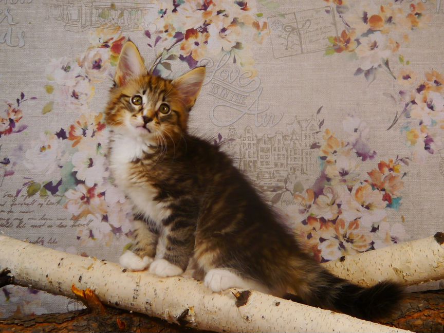 Редкая порода - норвежские лесные котята