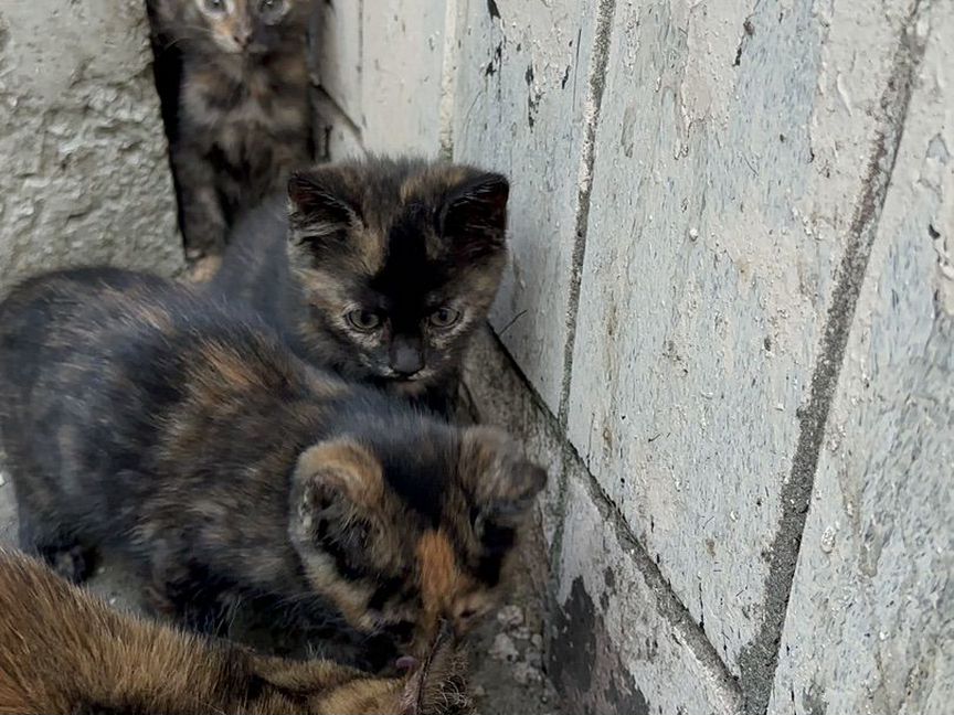 Животные в добрые руки бесплатно