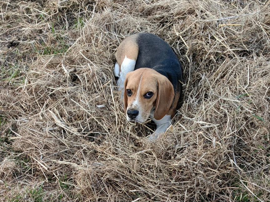 Бигль кабель, 8 месяцев