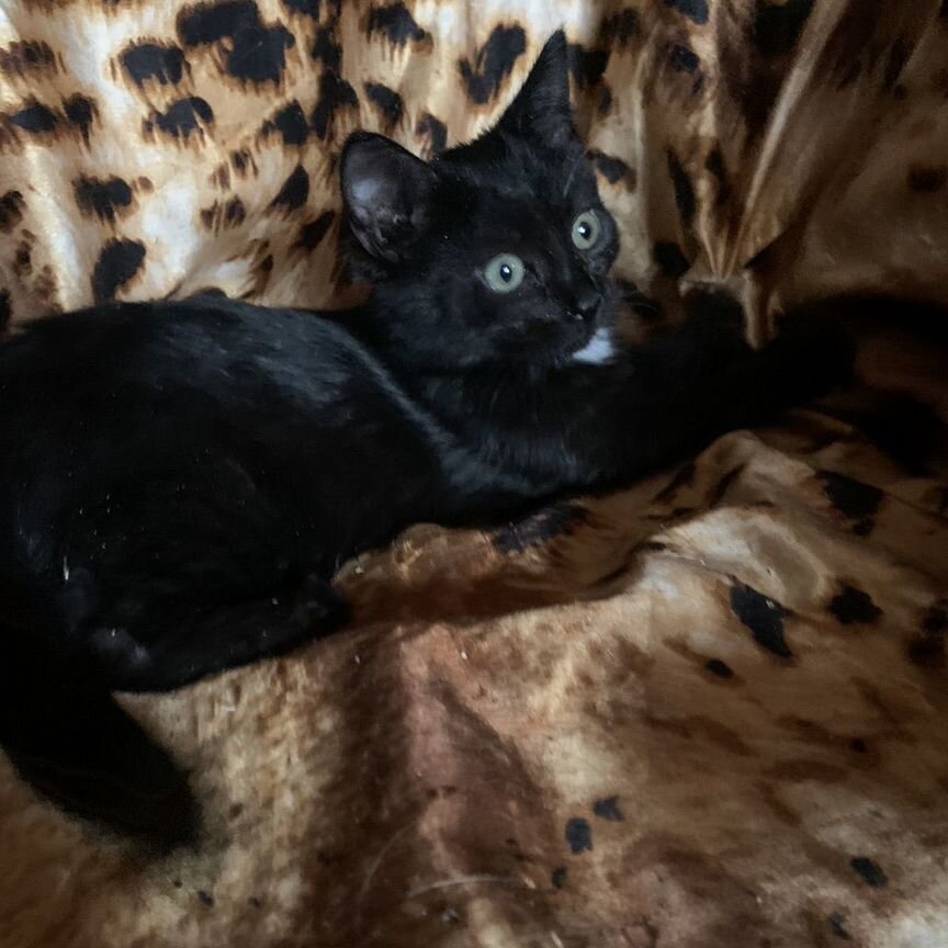 Котята девочки