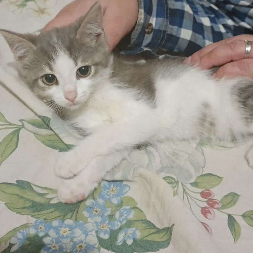 Котёнок в добрые руки