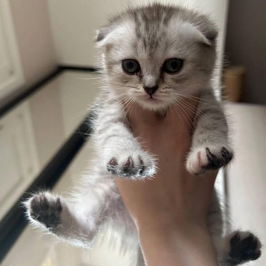 Шотландский вислоухий короткошёрстный котёнок