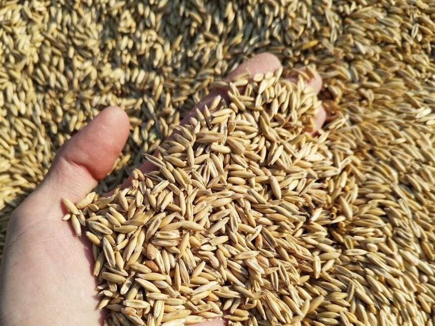 Семечко, Рожь озимая на корм