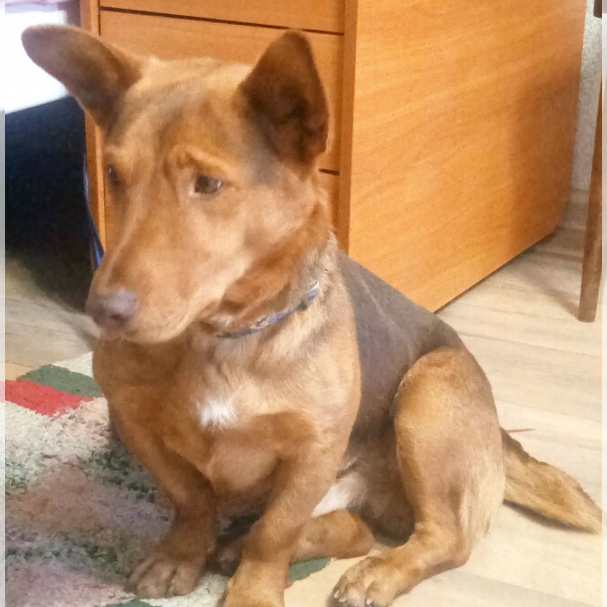 Взрослый пёс в добрые руки