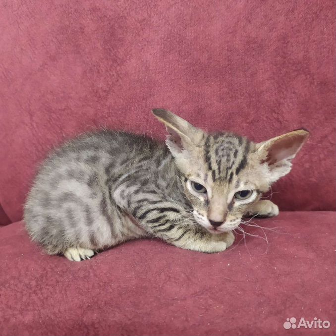 Котята помесь сфинкс и ориентальная породы