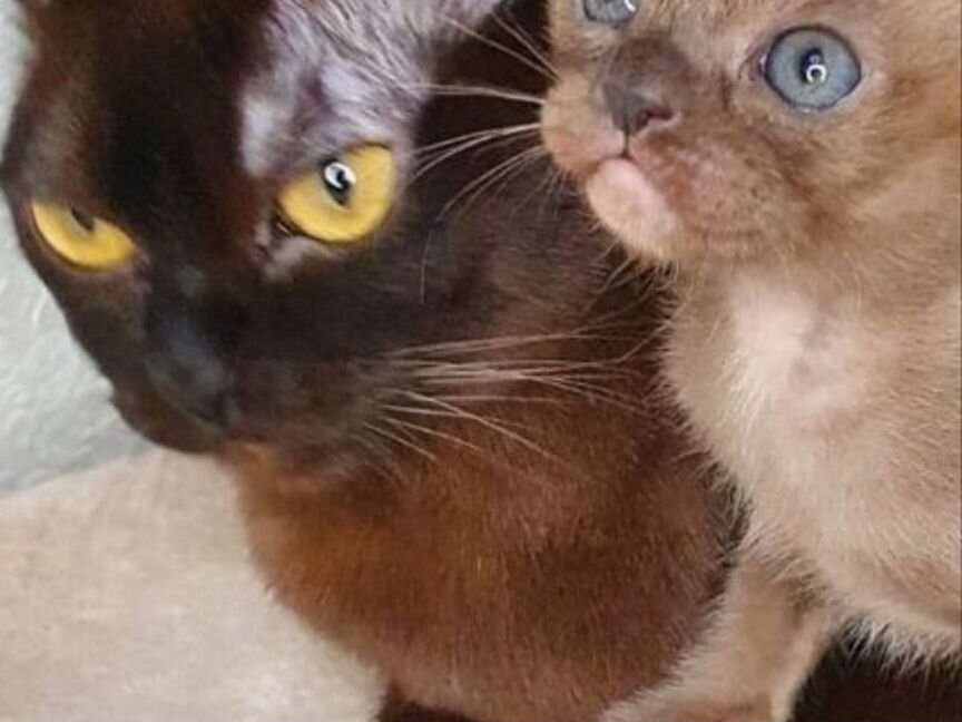 Отдам бурманскую кошку