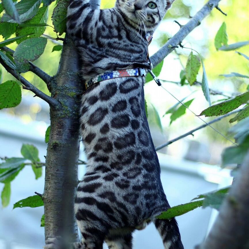 Бенгалы красавцы серебро