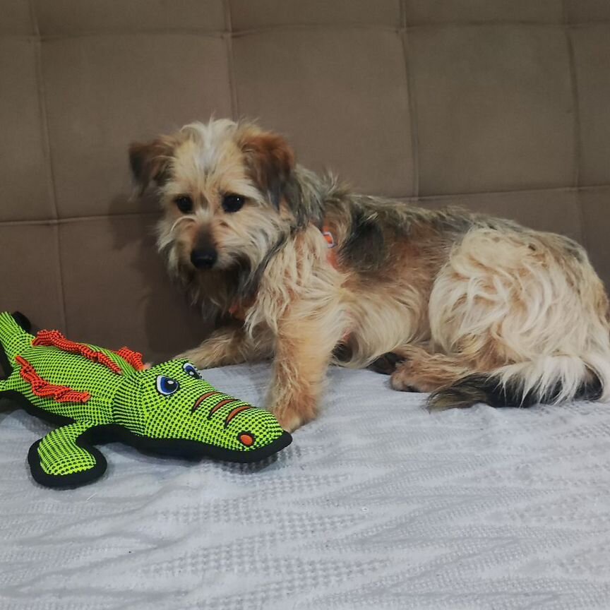 Взрослая собака в добрые руки