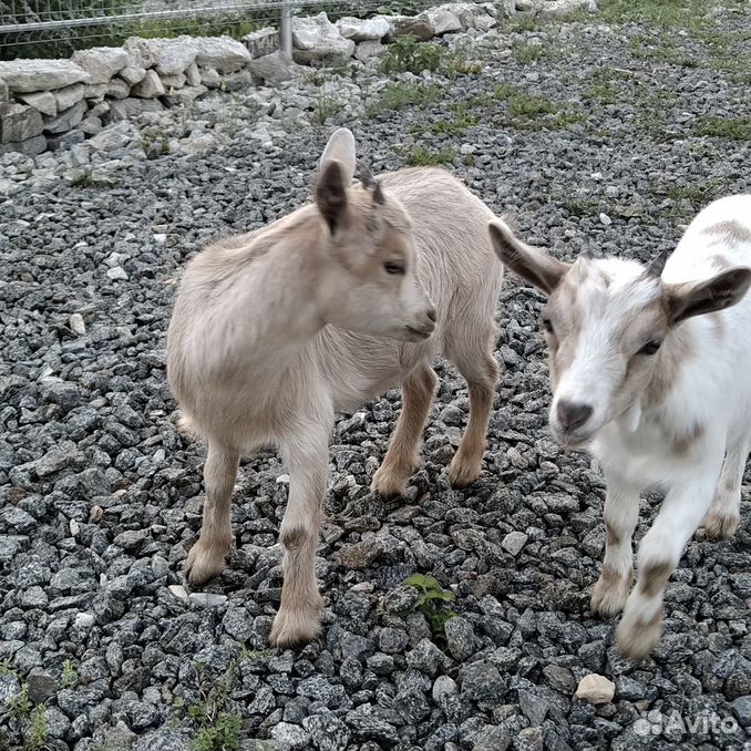 Козочки камерунские