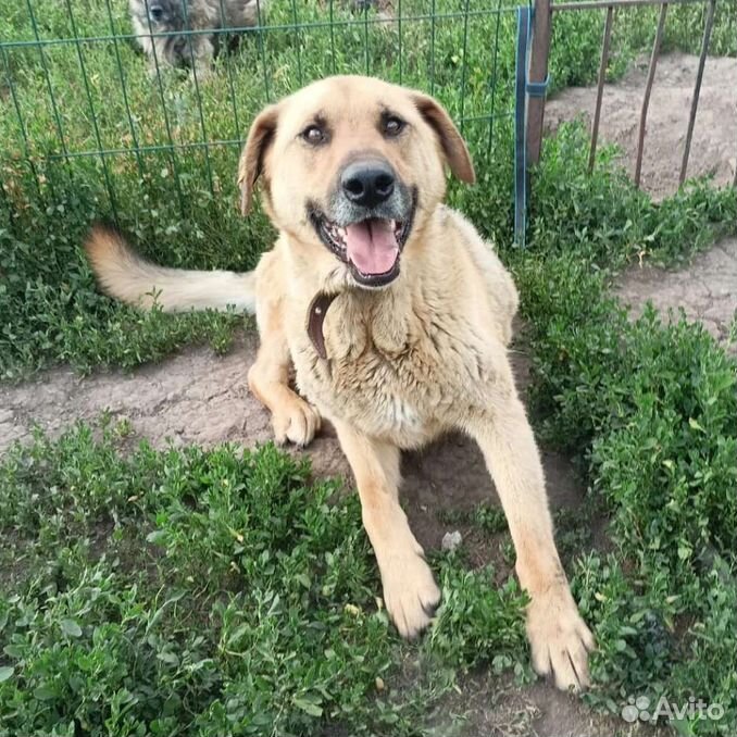 Рыжик ищет дом