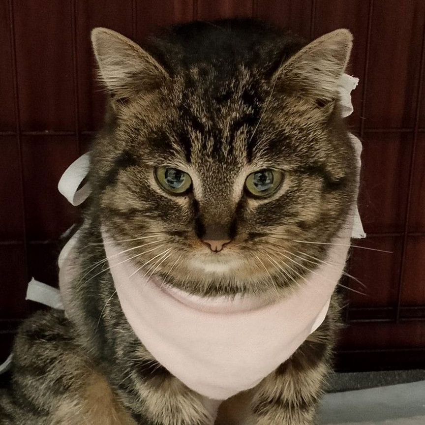 Сжальтесь над кошечкой заберите домой