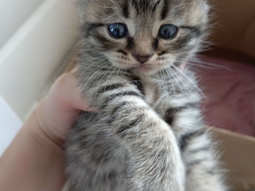 Котята в добрые руки