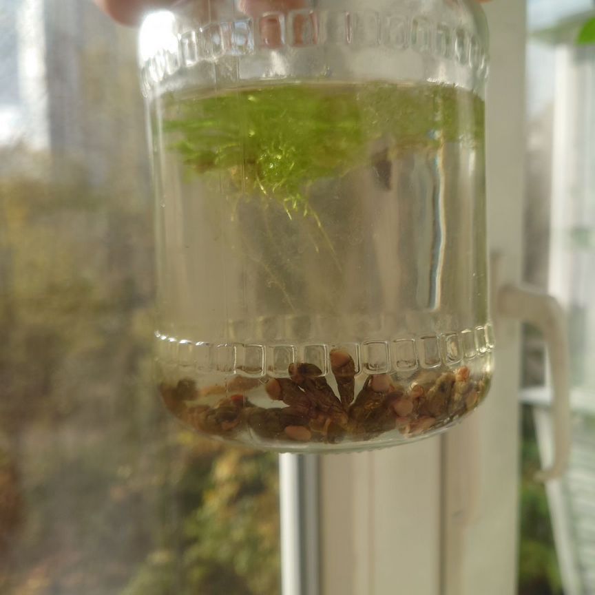 Улитка милания