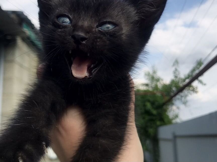 Котята в добрые руки