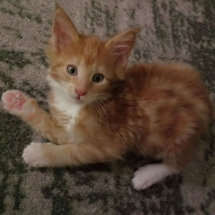 Мейн-кун котёнок