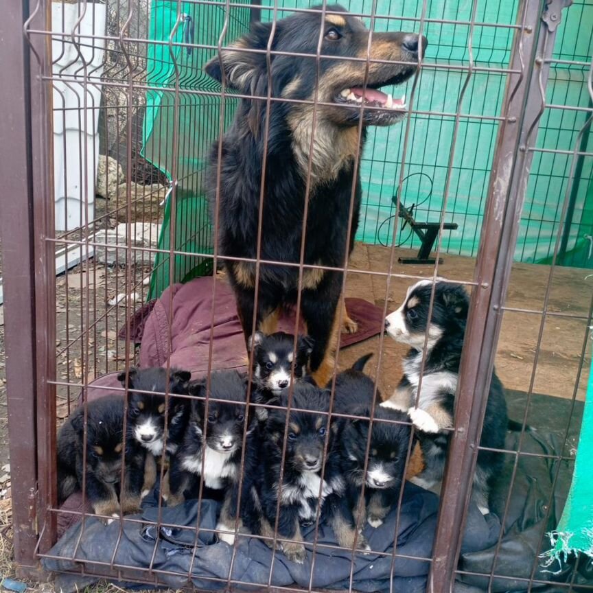 Отдам бесплатно щенки