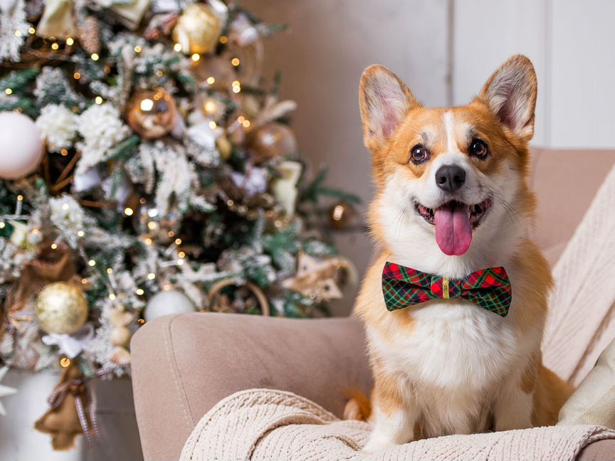 Галстук-бабочка для собак и кошек