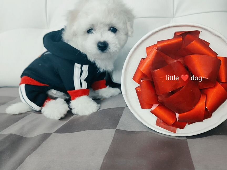 Бишон фризе мини мальчик