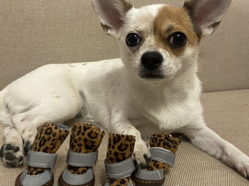 Обувь для собак мелких пород