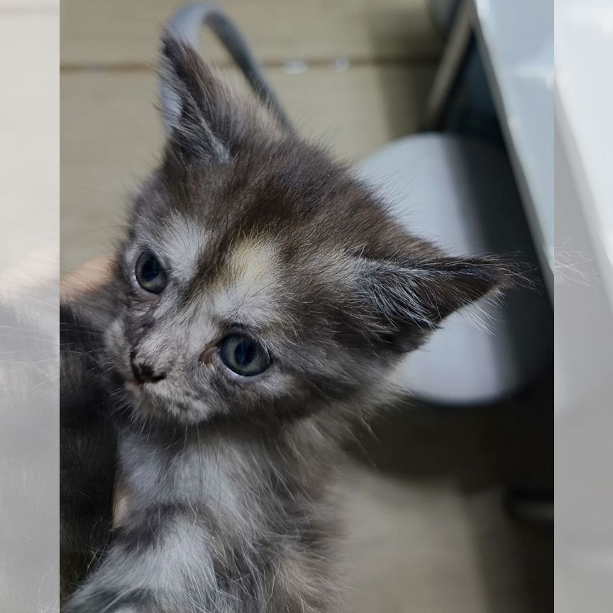 Сибирский котёнок