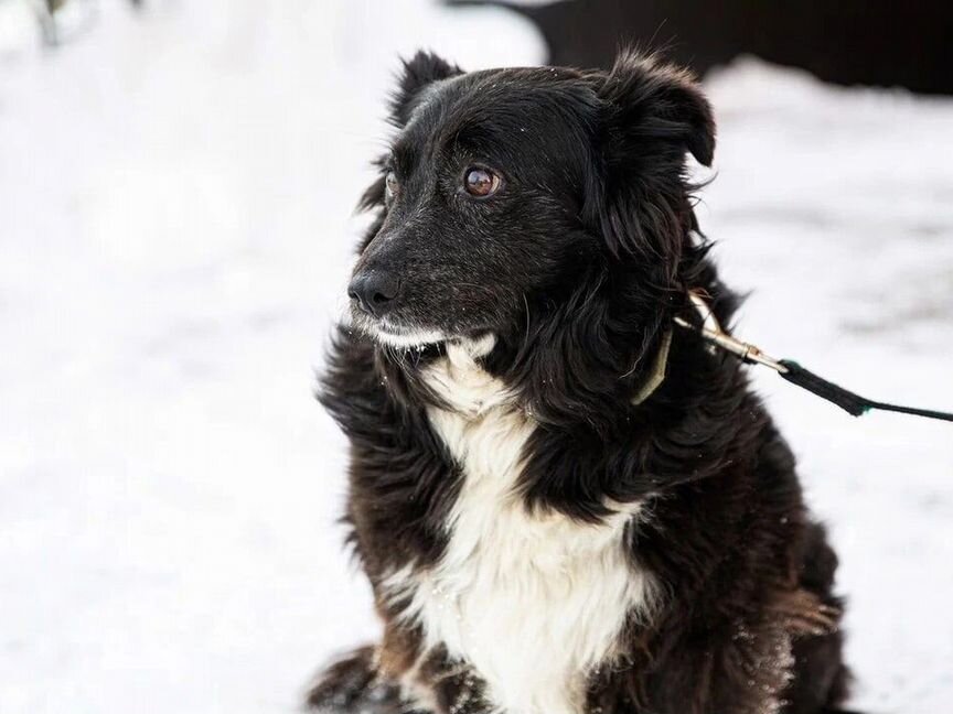 Пухляшка Мими