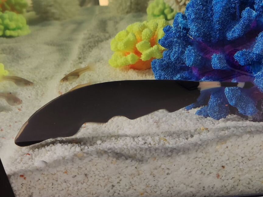 Черный нож рыбка