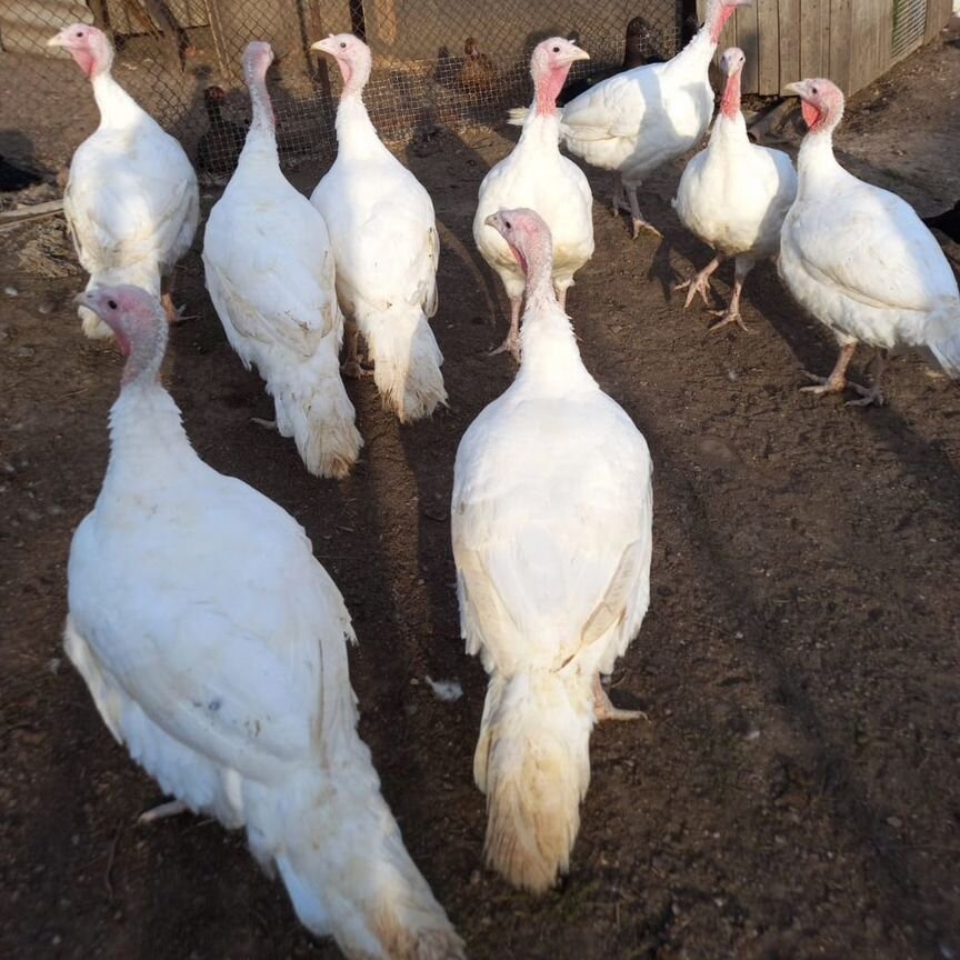 Продажа индюков