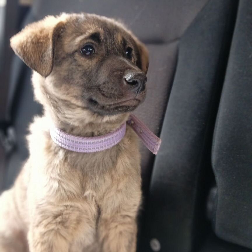 Щенок в добрые руки мальчик