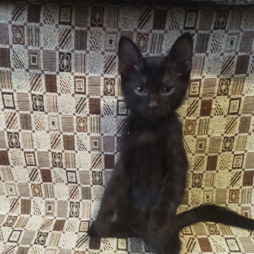 Начните этот год с доброго дела Дайте приют очаров