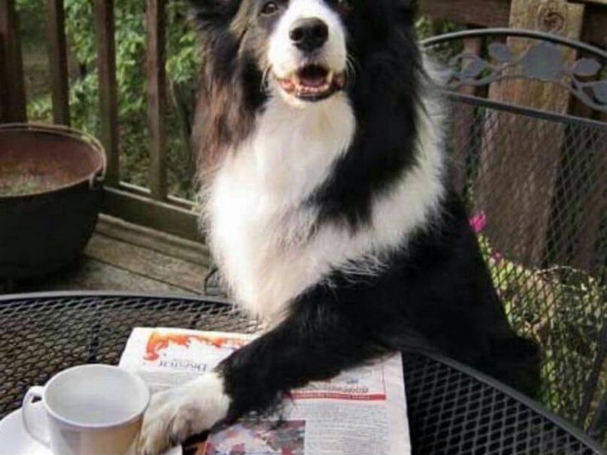 Эксклюзивные Щенки бордер колли редких окрасов