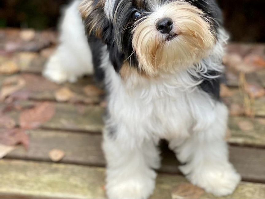 Девочка бивер