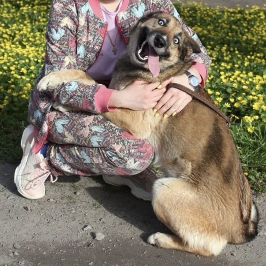 Собака улыбака ищет дом