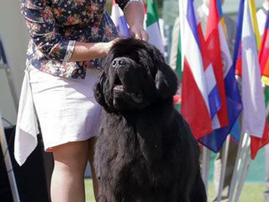 Щенки ньюфаундленда