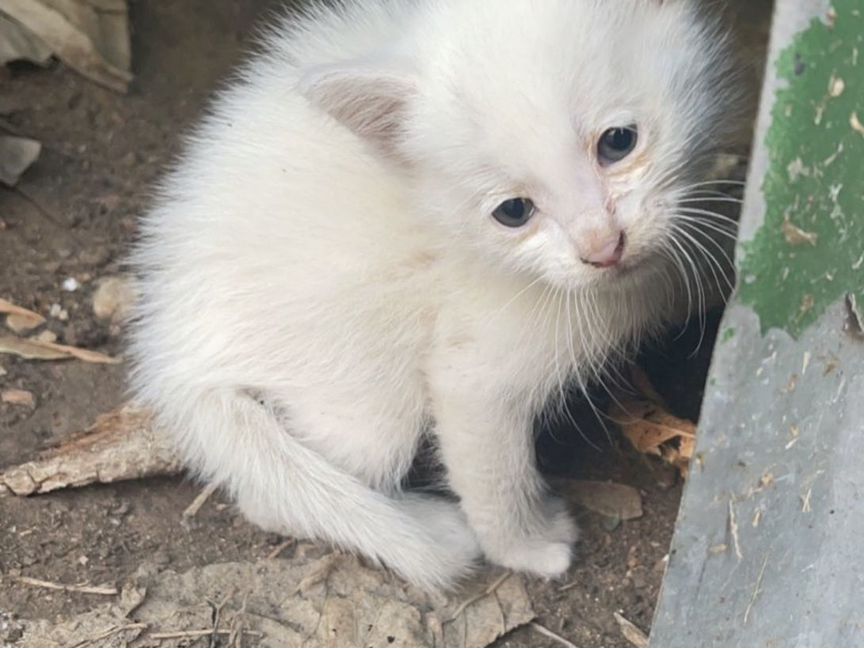 Чисто белый котёнок хочет домой