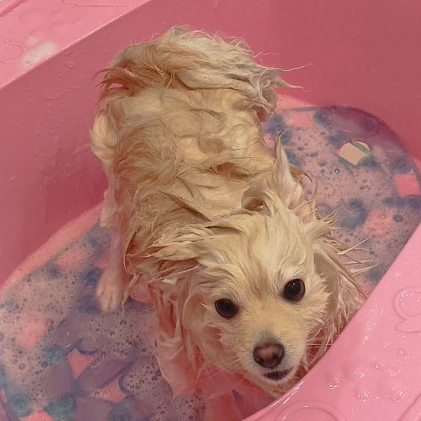 Ванна для груминга