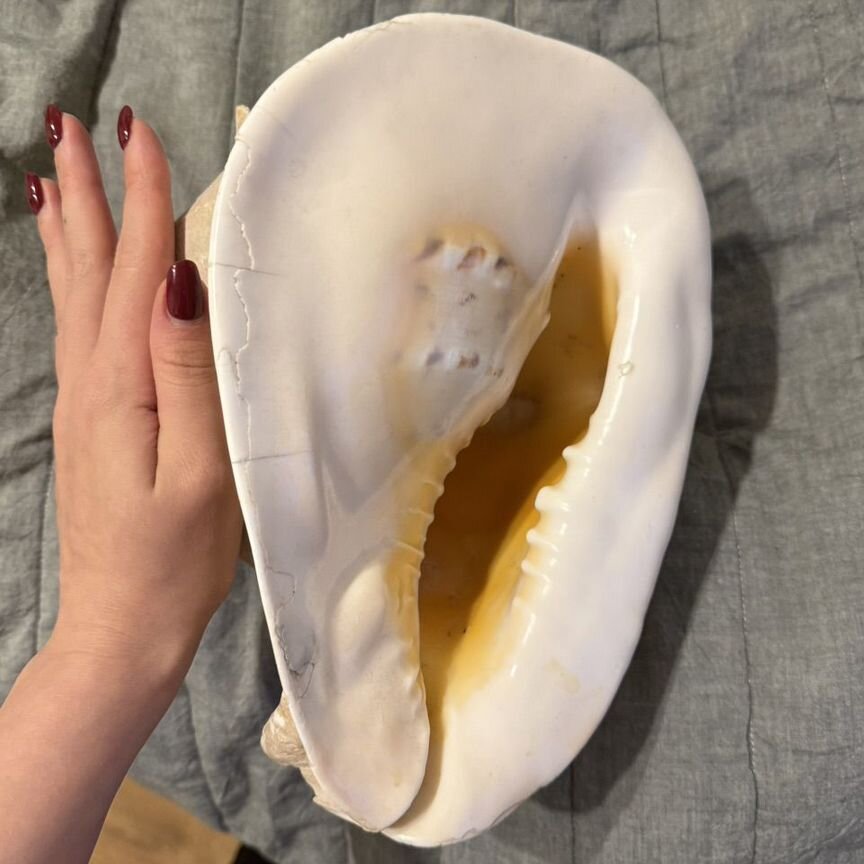 Ракушка для аквариума бронь