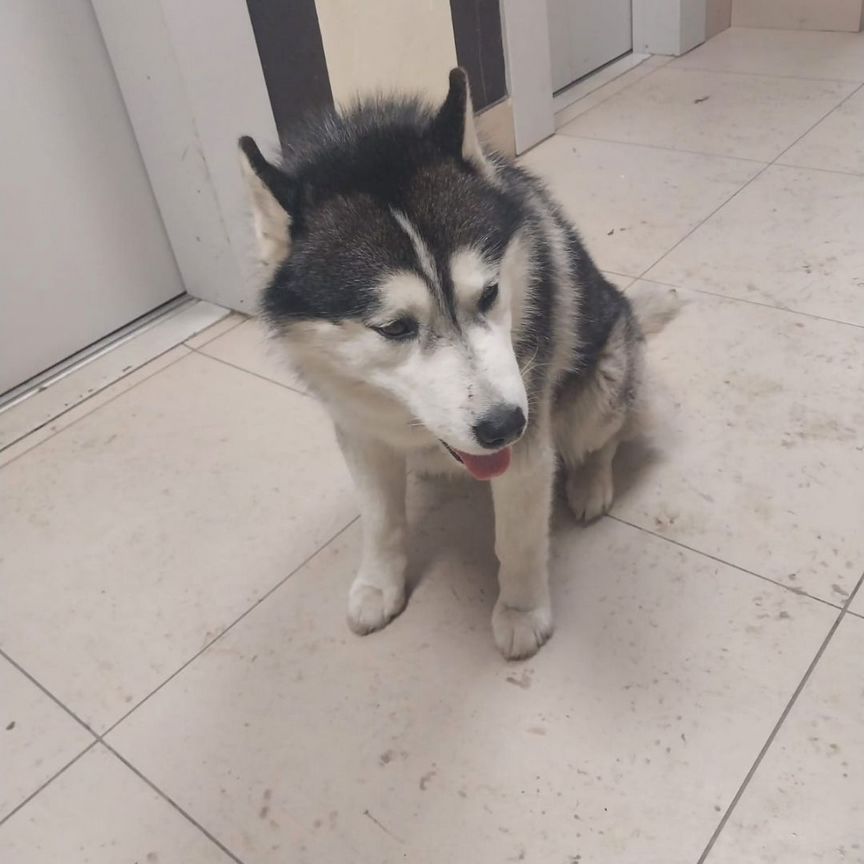 Хаски Хозяин отзовись