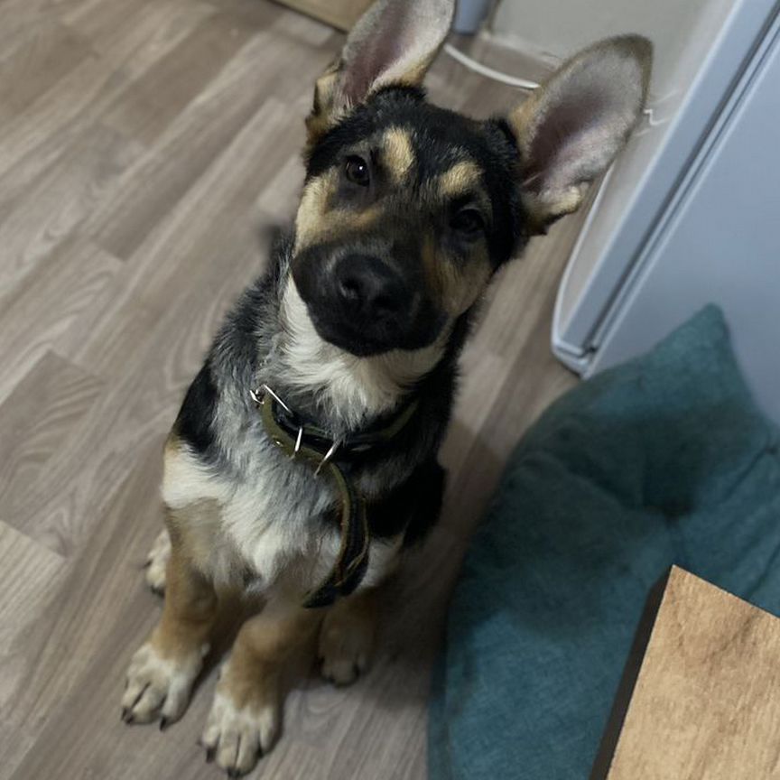 Немецкая овчарка, щенок