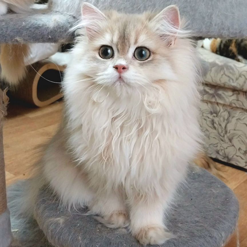 Шотландский прямоухий длинношёрстный котёнок